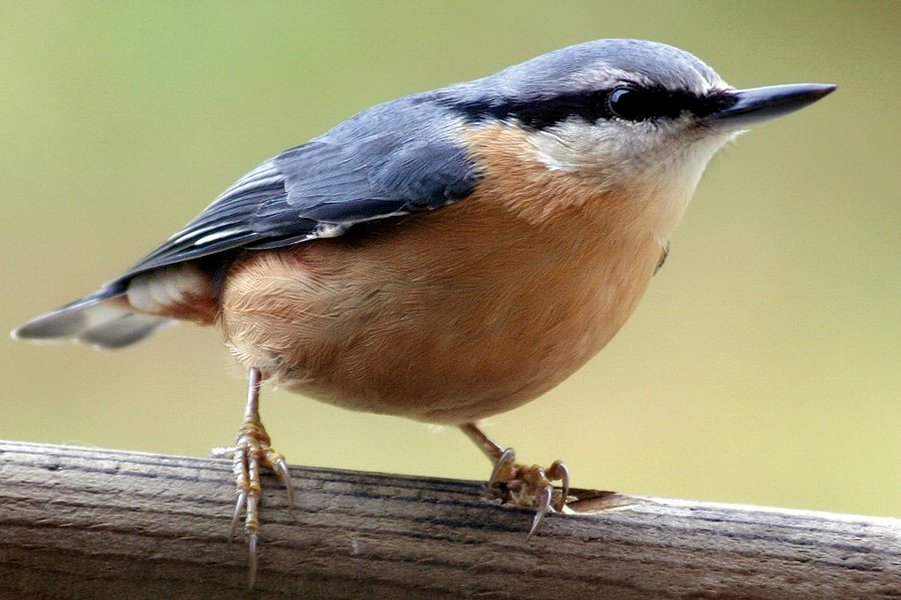 ptice - Hrvatska enciklopedija